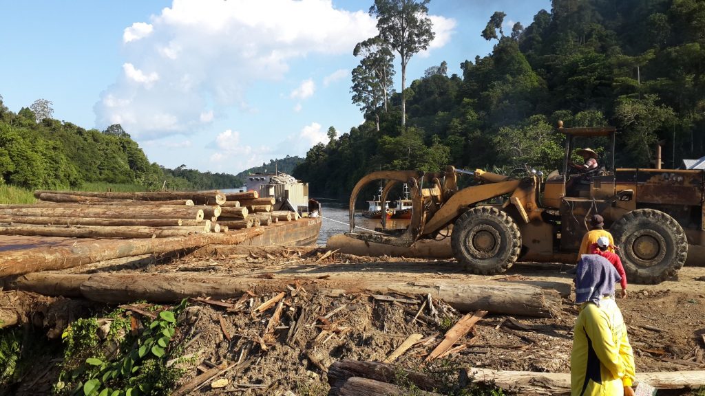 Pemilihan Kayu 5 – Bangkirai Decking, Yellow Balau Decking Manufacture